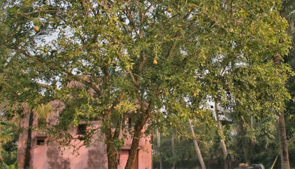 Bilwa (Bel): Significance of Offering Bel Patra to Lord Shiva