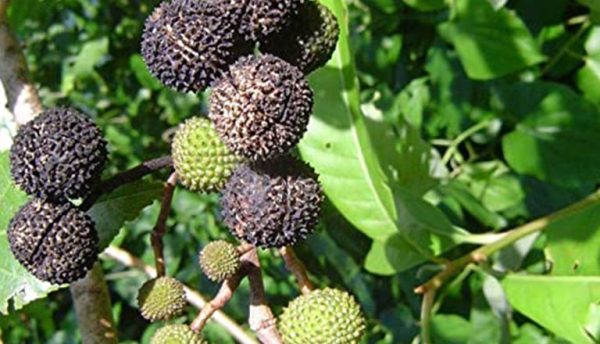 What is Bhadraksha? Different Between Rudraksha and Bhadraksha