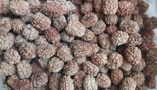 What is Bhadraksha? Different Between Rudraksha and Bhadraksha