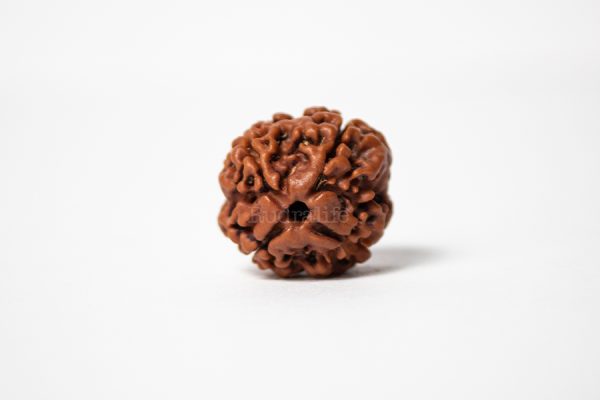 Four Mukhi Rudraksha : A Complete Guide