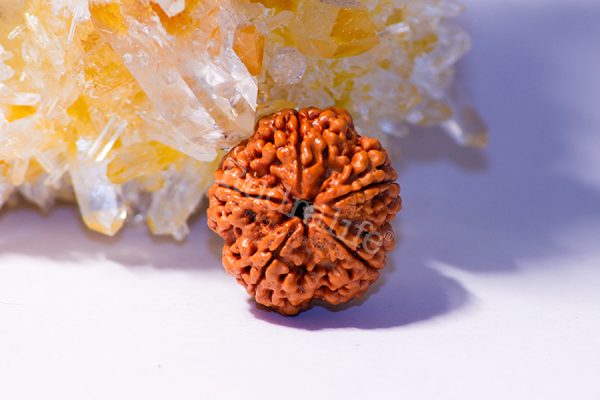 Five Mukhi Rudraksha – Everything You Need To Know!