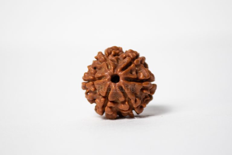 Six Mukhi Rudraksha – Everything You Need To Know!