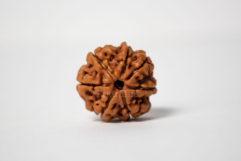 Seven Mukhi Rudraksha – Everything You Need To Know!