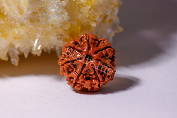 Seven Mukhi Rudraksha – Everything You Need To Know!