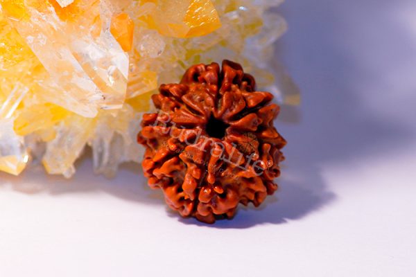 Eight Mukhi Rudraksha – Everything You Need To Know!