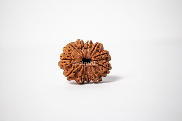 Eleven Mukhi Rudraksha – Everything You Need To Know!
