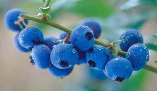 The Sacred Rudraksha Tree and Its Auspicious Significance