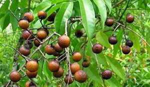 The Sacred Rudraksha Tree and Its Auspicious Significance