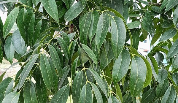 The Sacred Rudraksha Tree and Its Auspicious Significance